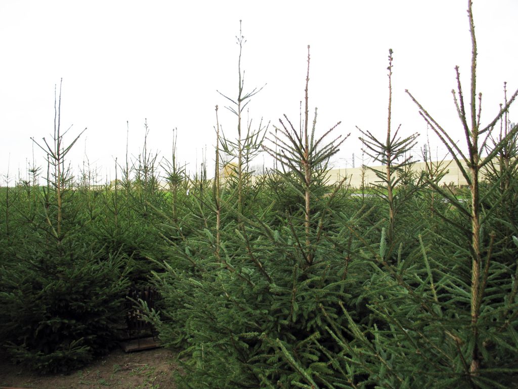 Fijnspar - Kerstbomen van het land